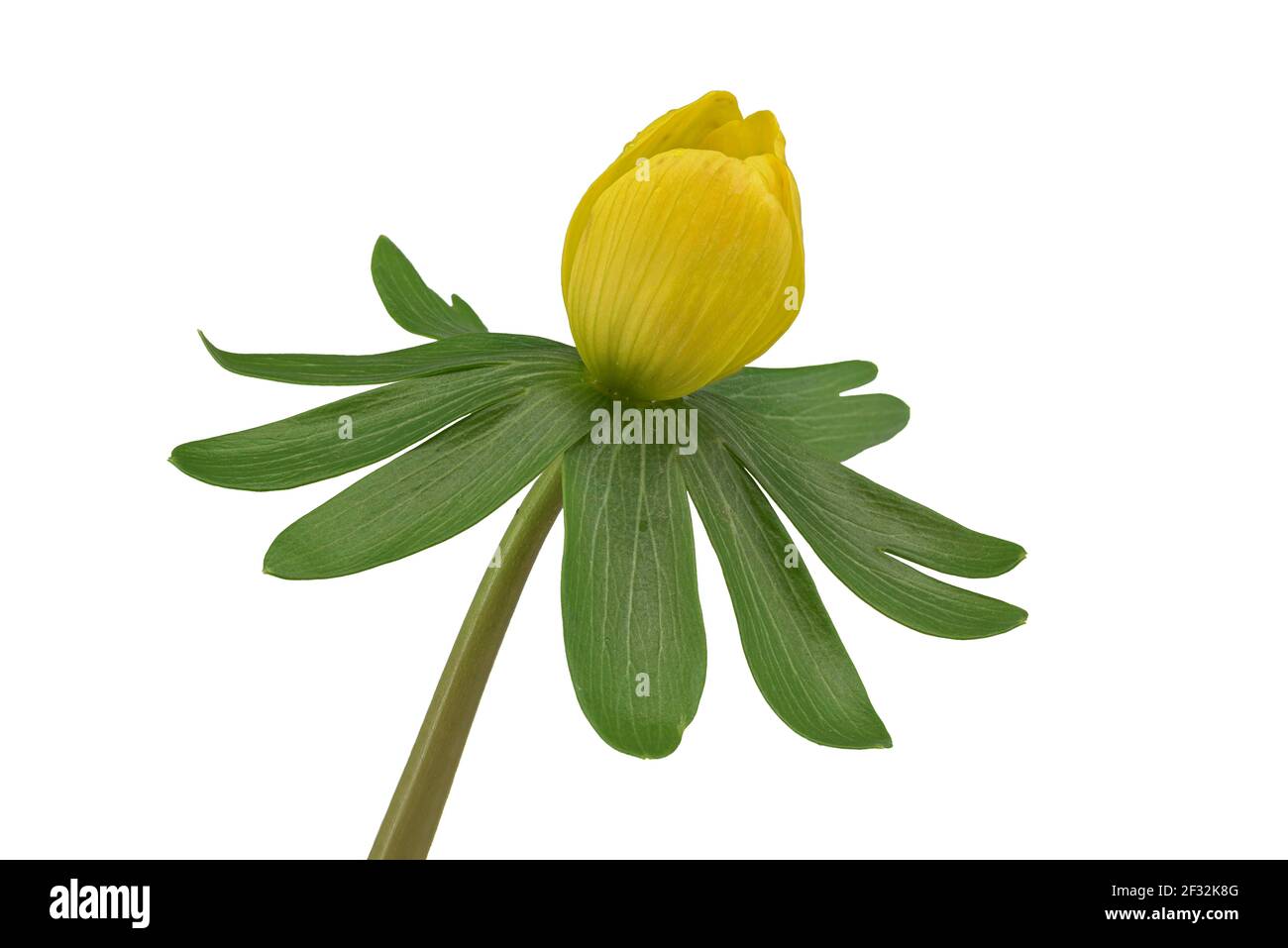 Winter aconite (Eranthis hyemalis), flower, Germany Stock Photo - Alamy