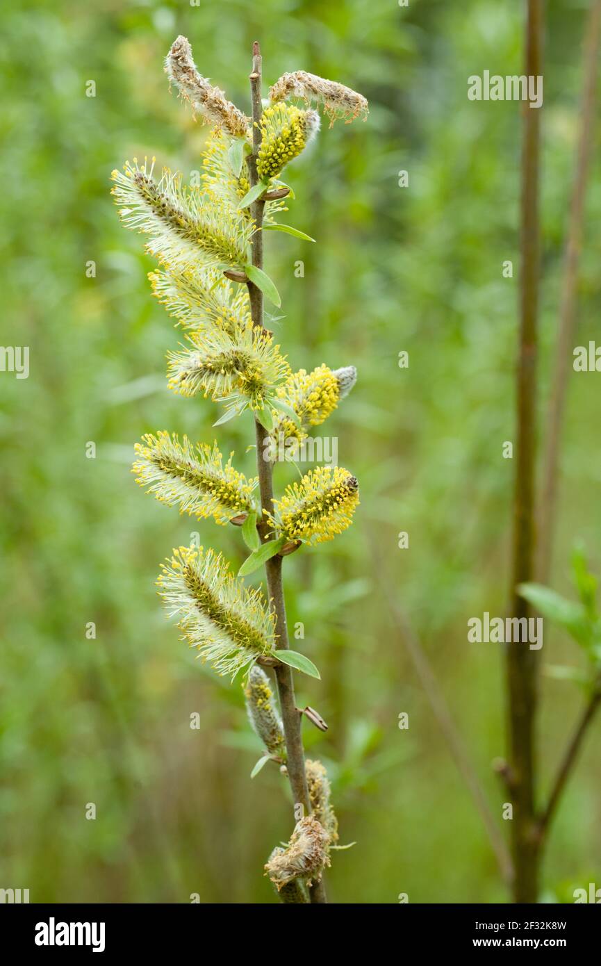 Catkin plant hi-res stock photography and images - Alamy