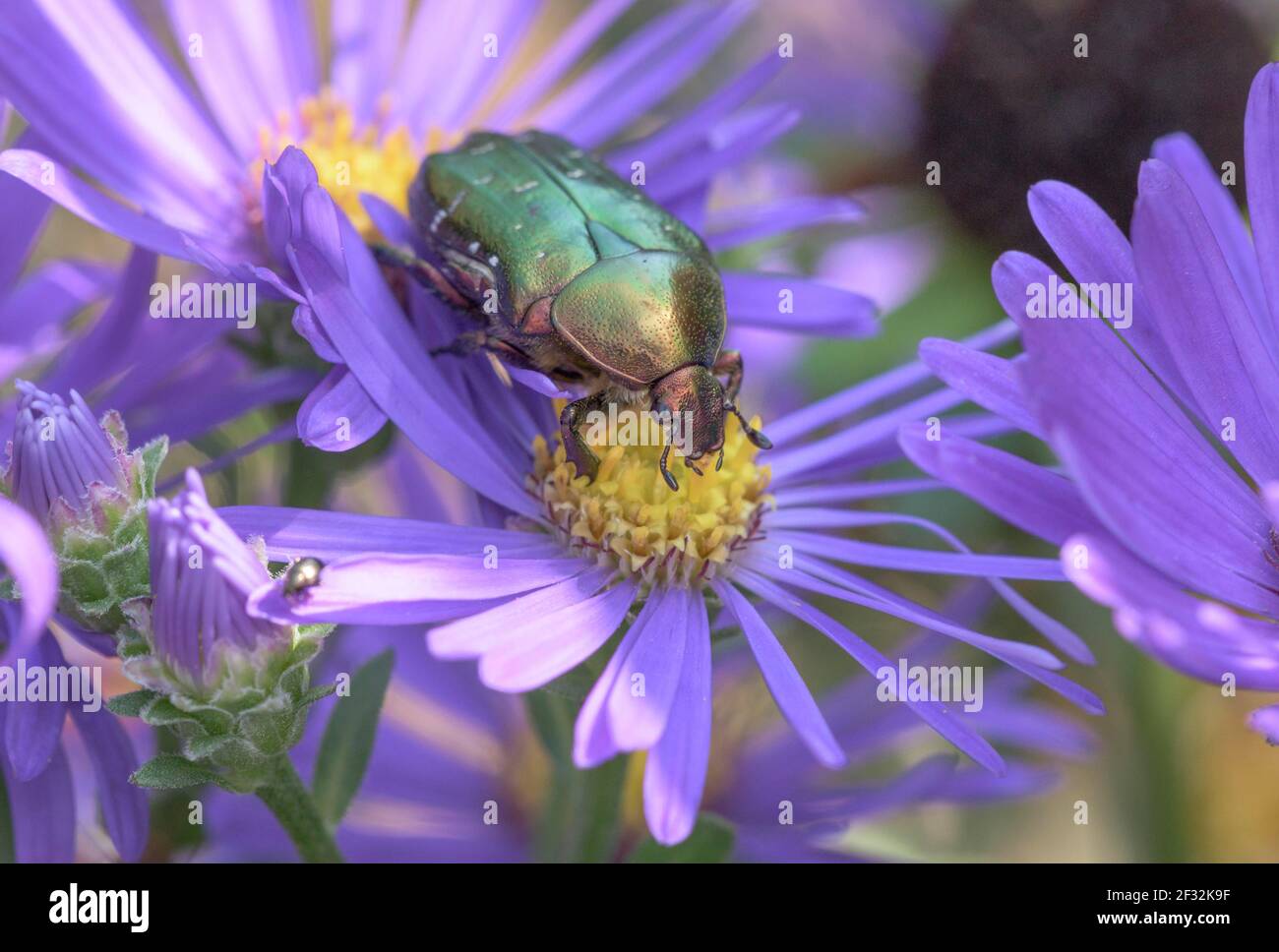 Golden Shining Rose Beetle (Cetonia aurata), Aster (Aster), Geo nature ...