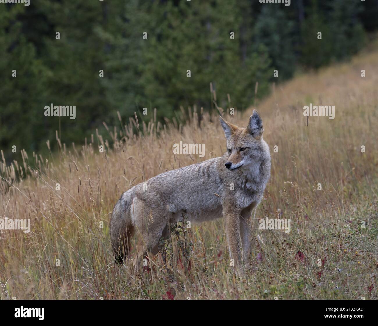 Canada coyote hi-res stock photography and images - Alamy