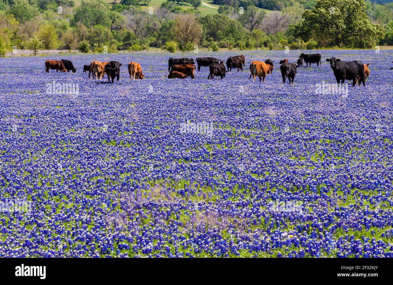 Bluebonnets High Resolution Stock Photography and Images - Alamy