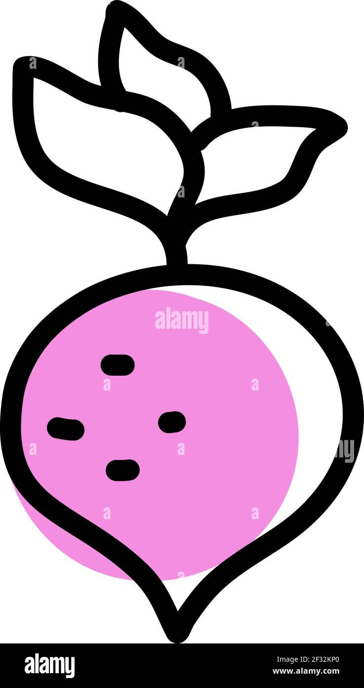 Purple beetroot, illustration, vector on a white background Stock ...