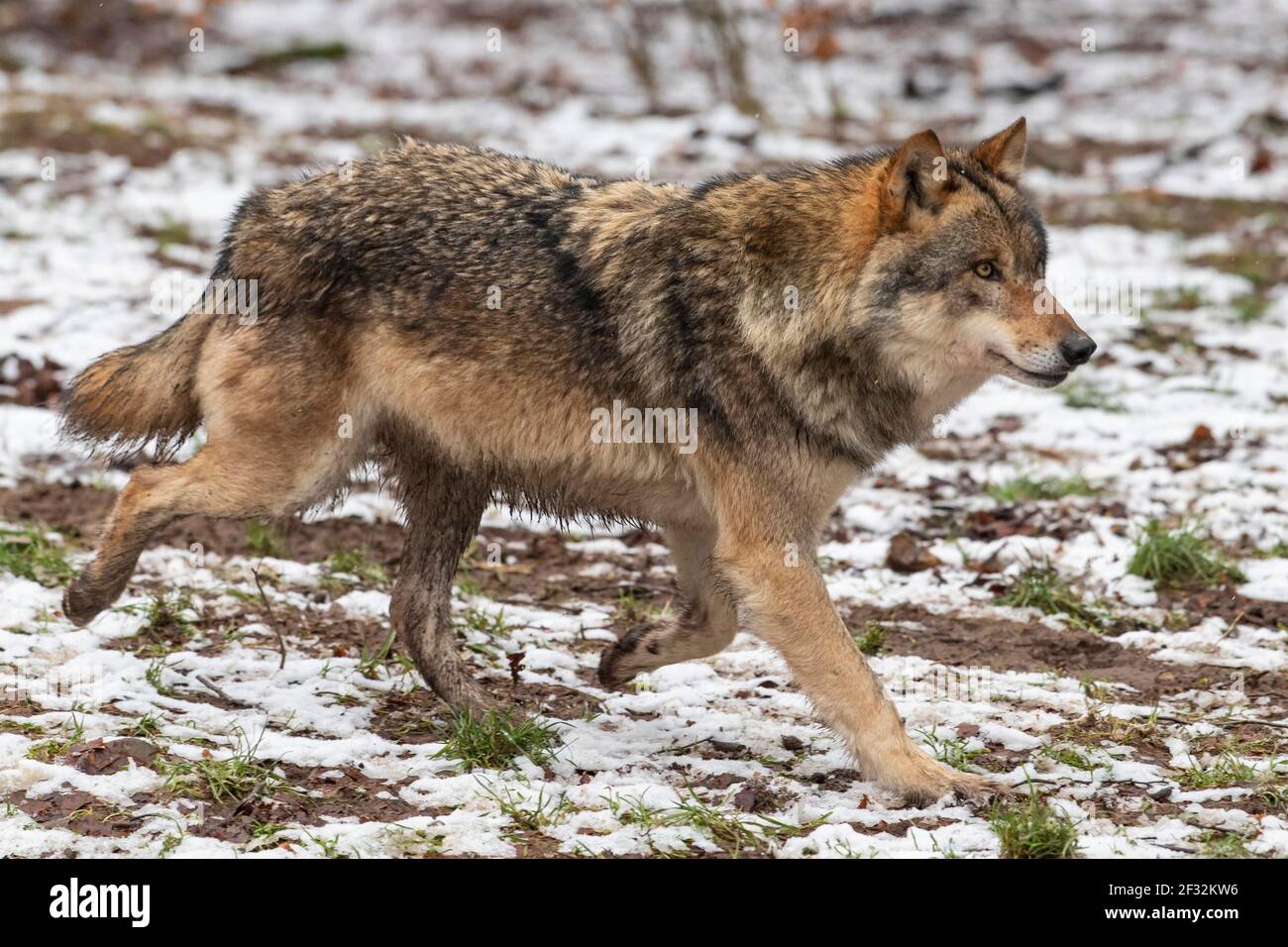 Grey Wolf (Canis lupus Stock Photo - Alamy