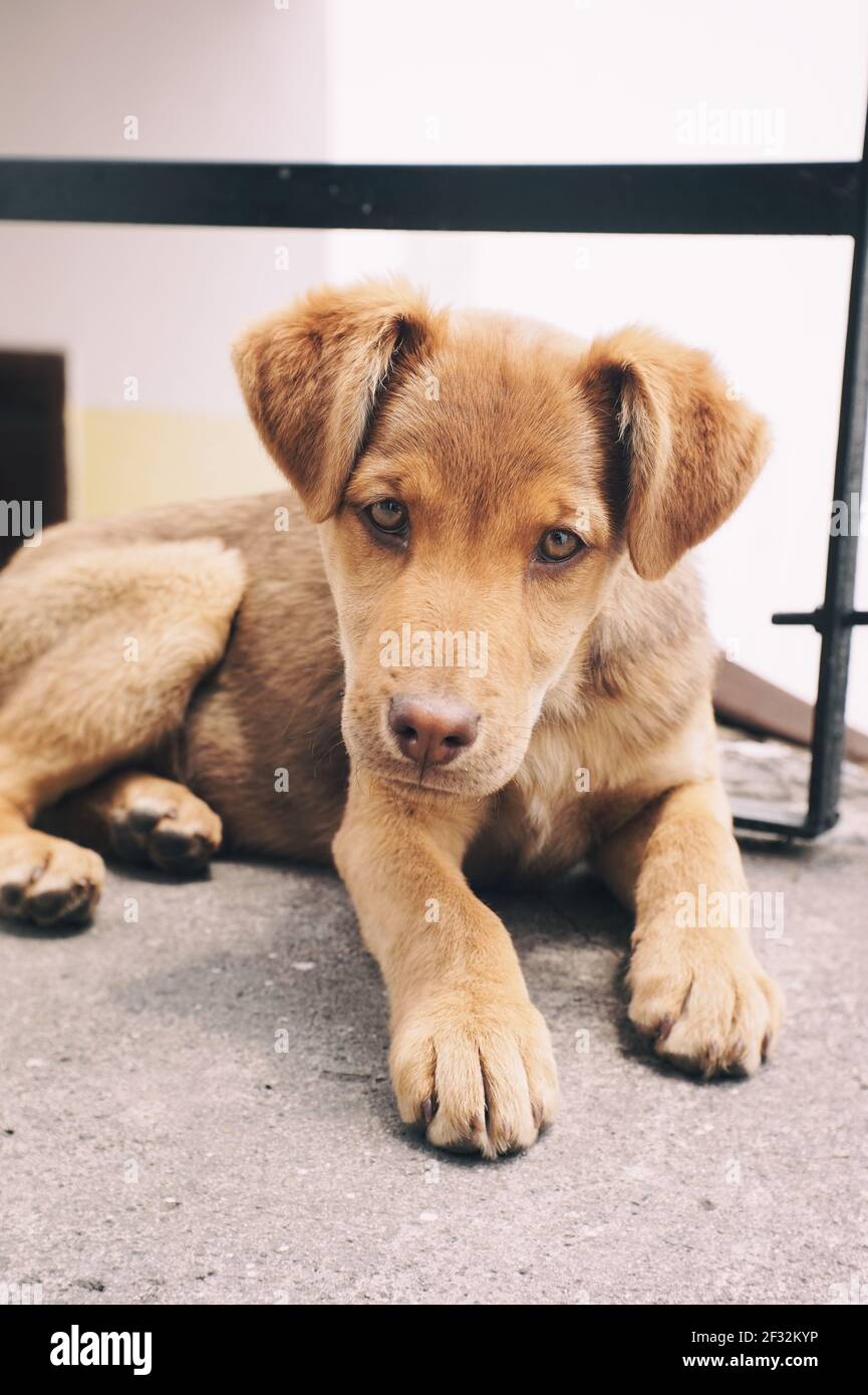 A closeup portrait of a cute lovely brown doggy with beautiful sad eyes ...
