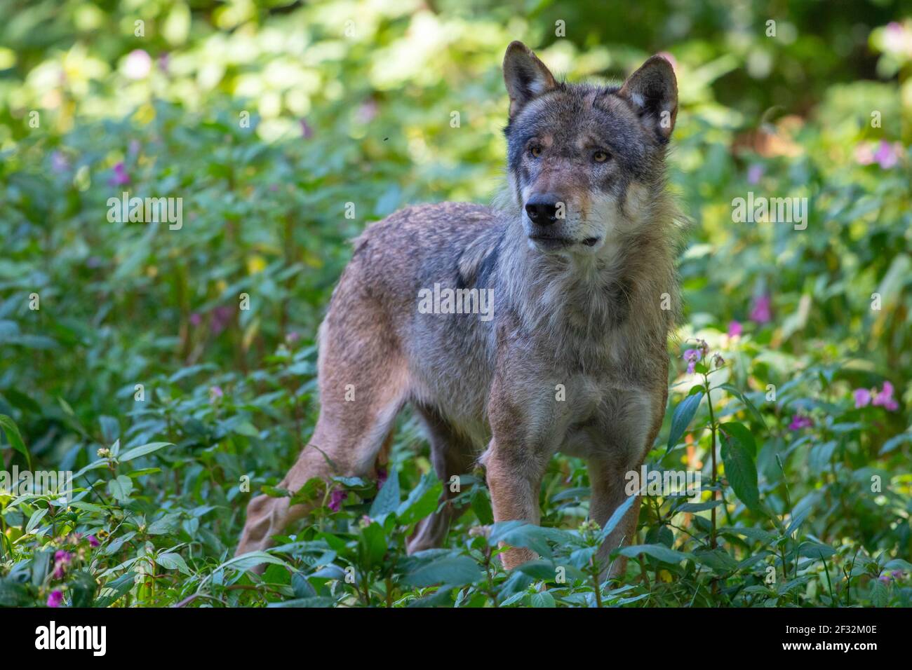 Grey Wolf (Canis lupus Stock Photo - Alamy