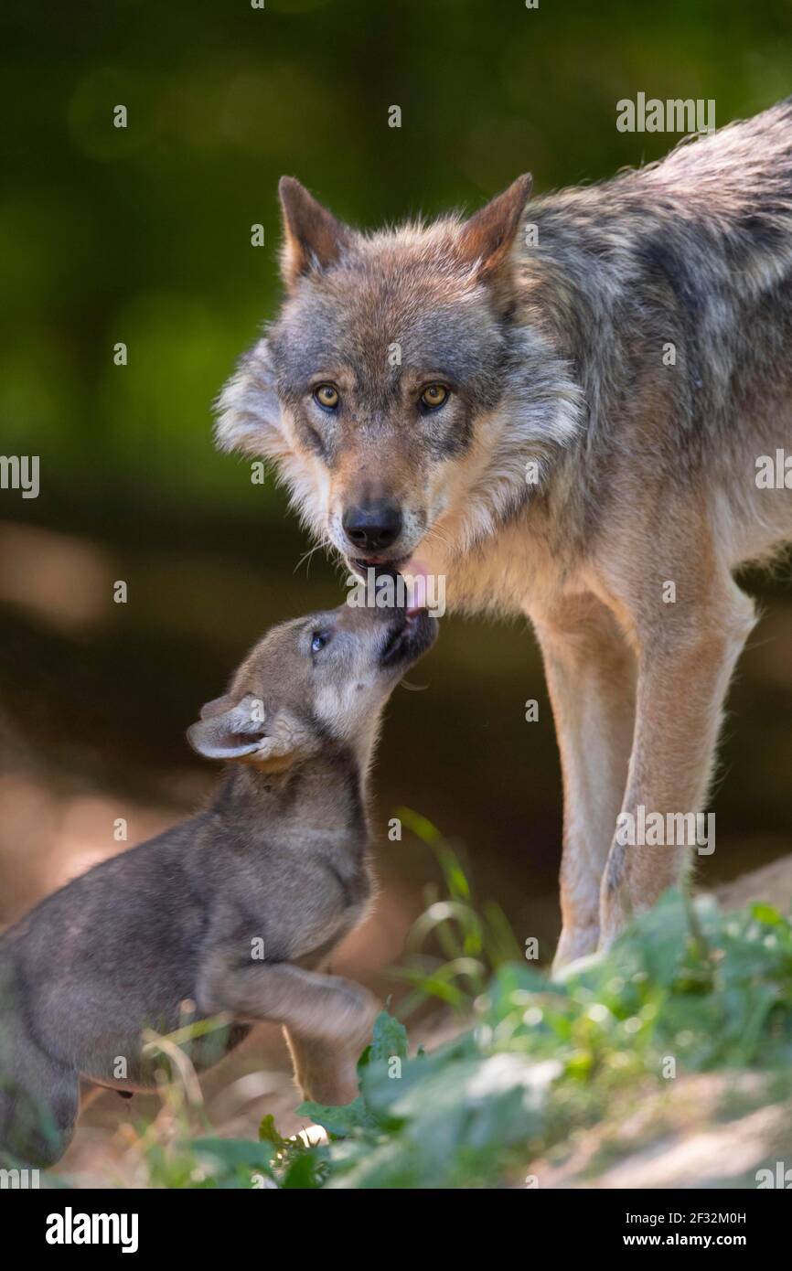 Baby gray wolf hi-res stock photography and images - Alamy