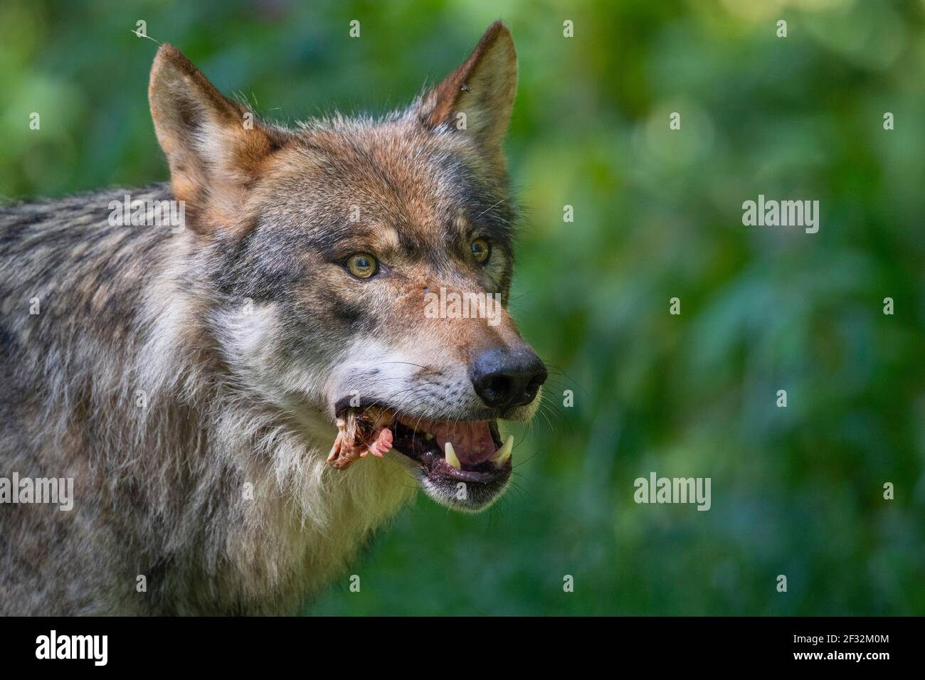 Grey Wolf (Canis lupus Stock Photo - Alamy