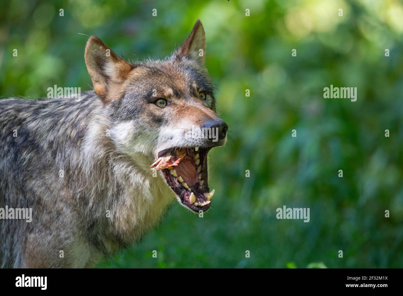 Grey Wolf (Canis lupus Stock Photo - Alamy