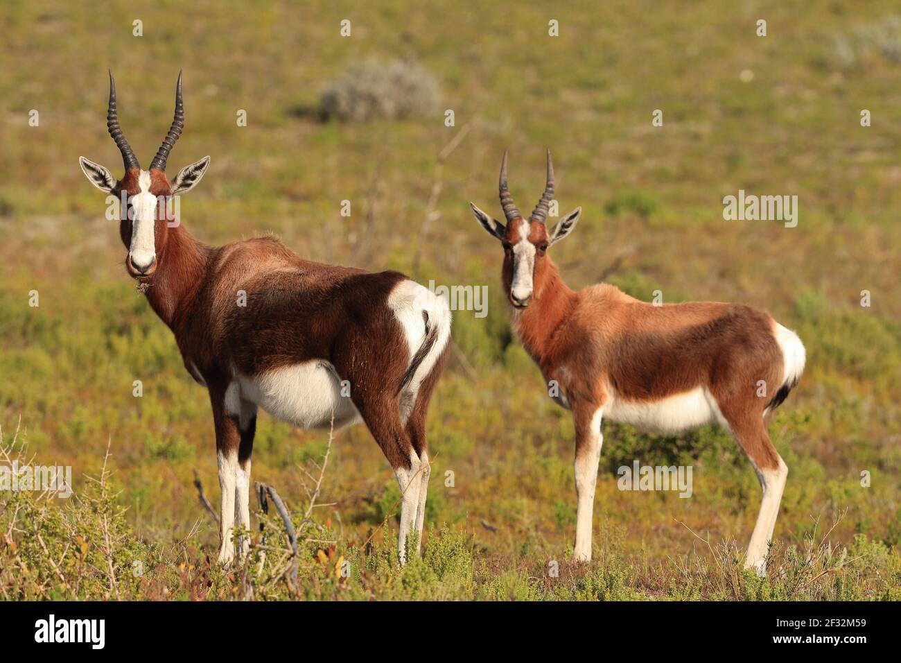 Bontebok, female and juvenile, De Hoop National Park, Western Cape ...