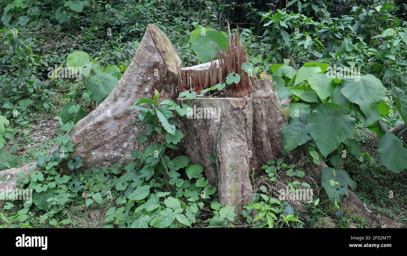 Root stump of a large felled tree in the forest with small plants ...