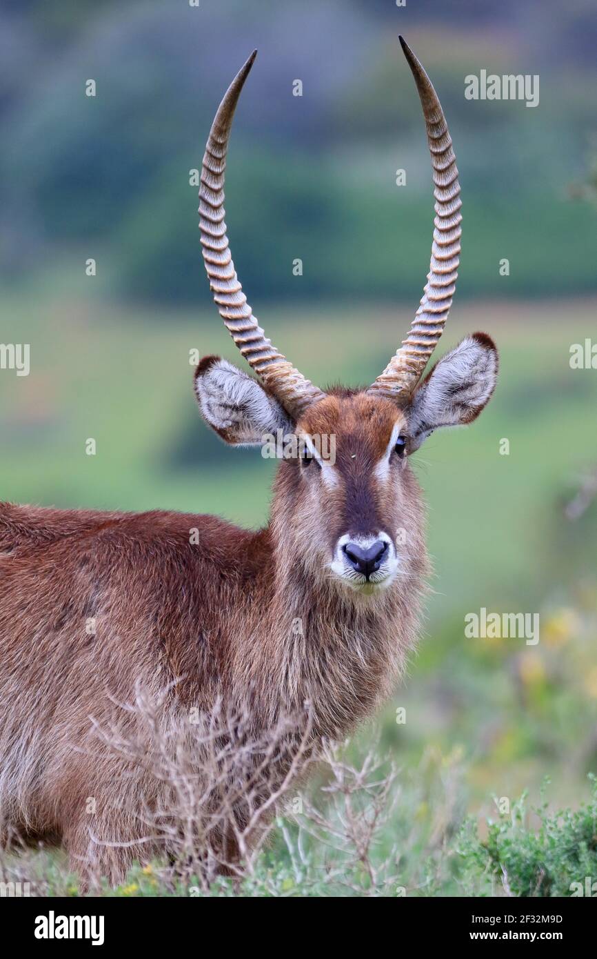 Common Ellipsen waterbuck (Kobus ellipsiprymnus), male, Kariega Game ...