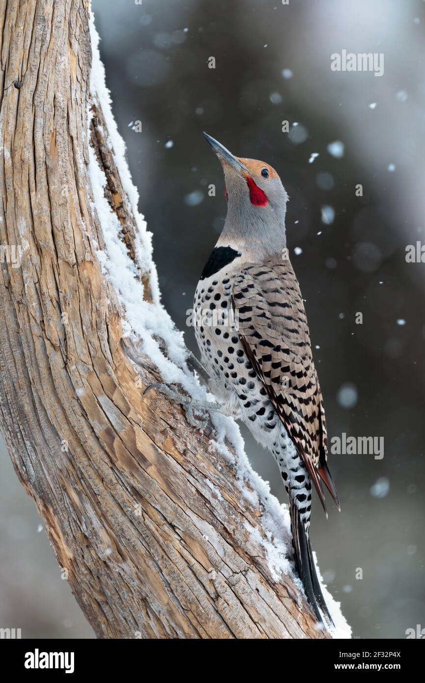 A northern flicker in a snowfall, Cheyenne, Wyoming Stock Photo - Alamy