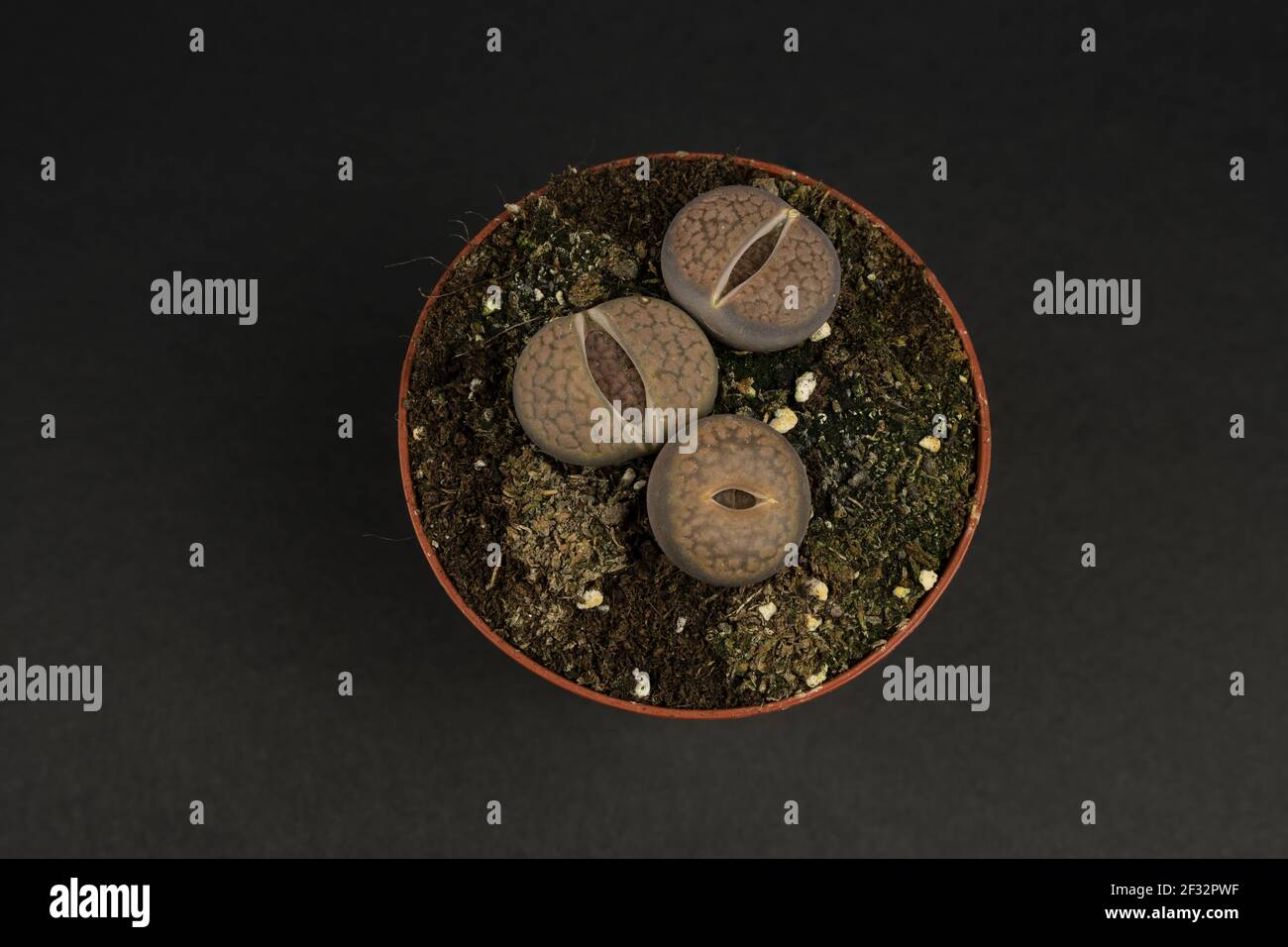 lithops pseudotruncatella in pot with black background, overhead view ...