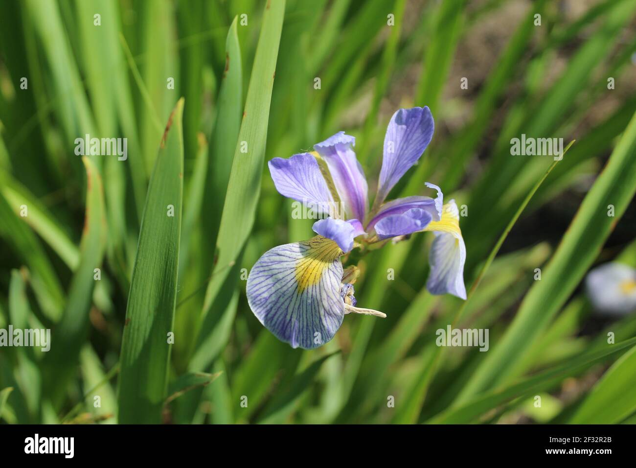 Blue flag iris hi-res stock photography and images - Alamy