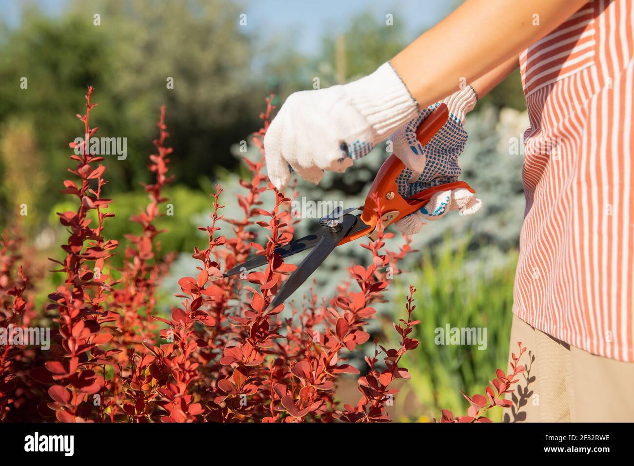 Woman prune hedge spring hi-res stock photography and images - Alamy