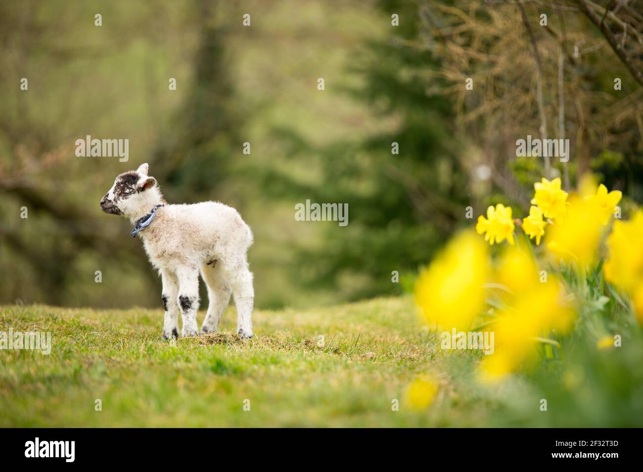 Spring lambs daffodils hi-res stock photography and images - Alamy