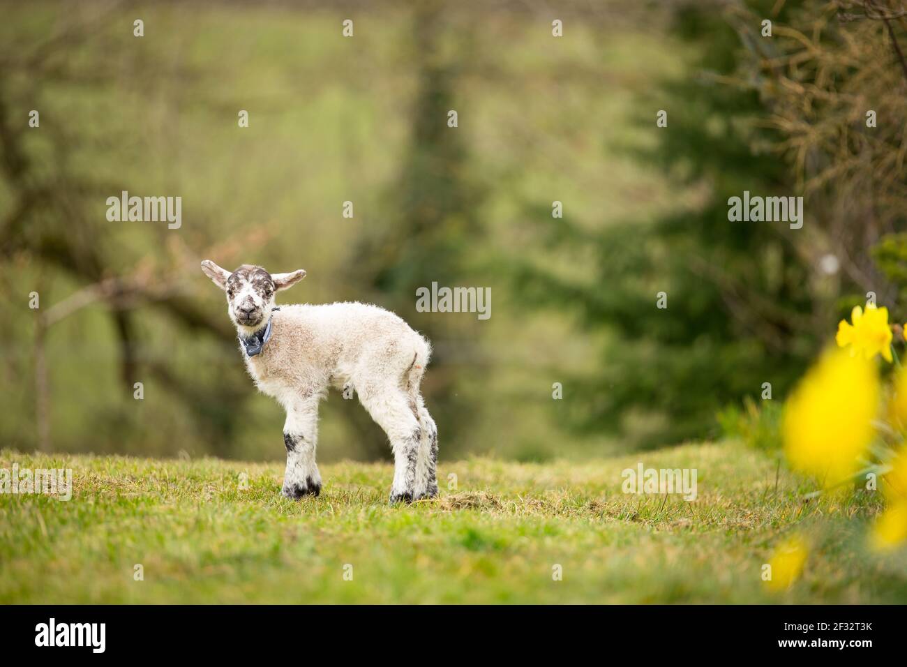Spring lambs running in green grass field hi-res stock photography and ...