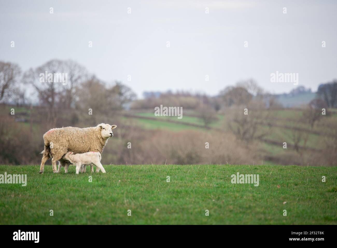 Outdoor sheep spring hi-res stock photography and images - Alamy