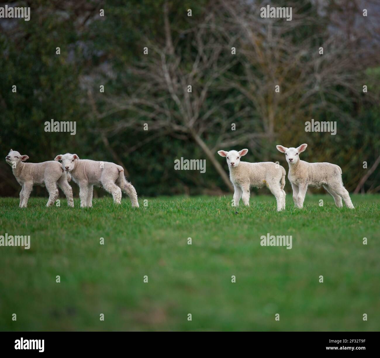 Group of white texel spring lambs together in green grass field Stock ...