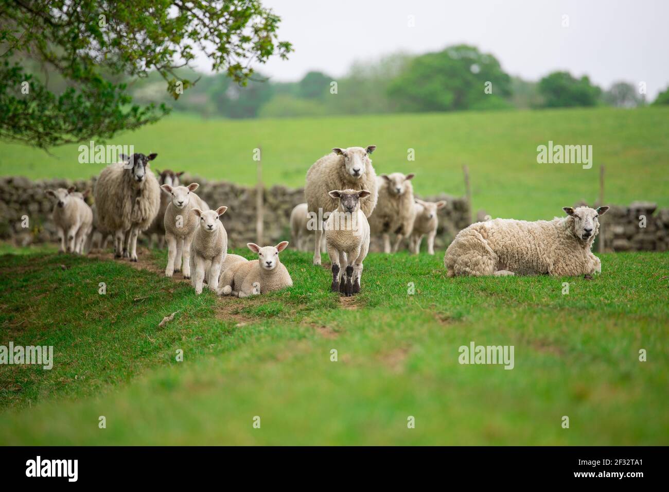 Lambs together hi-res stock photography and images - Alamy