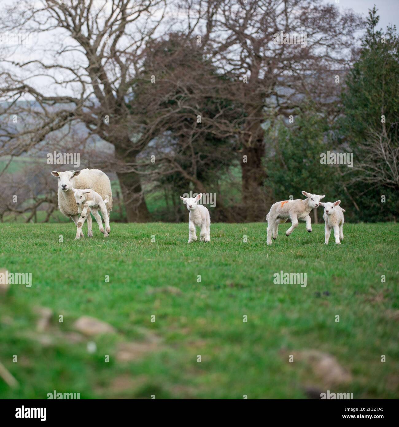 Lambs group black white hi-res stock photography and images - Alamy