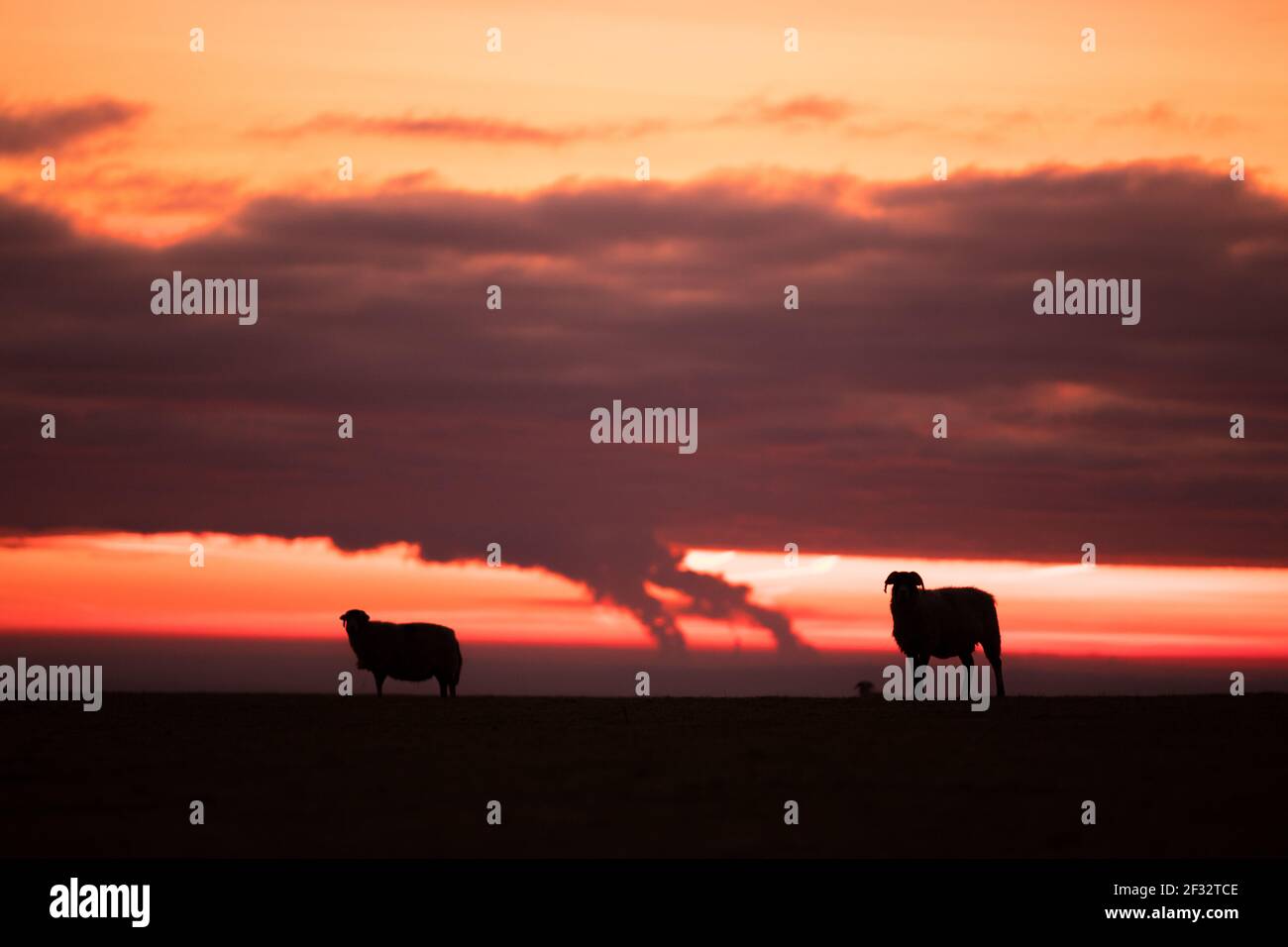 Sheep and lambs in sunrise sunset on the horizon lots of colours Stock ...