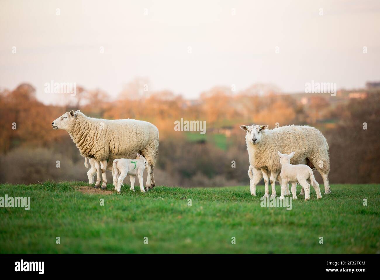 Lambs together hi-res stock photography and images - Alamy