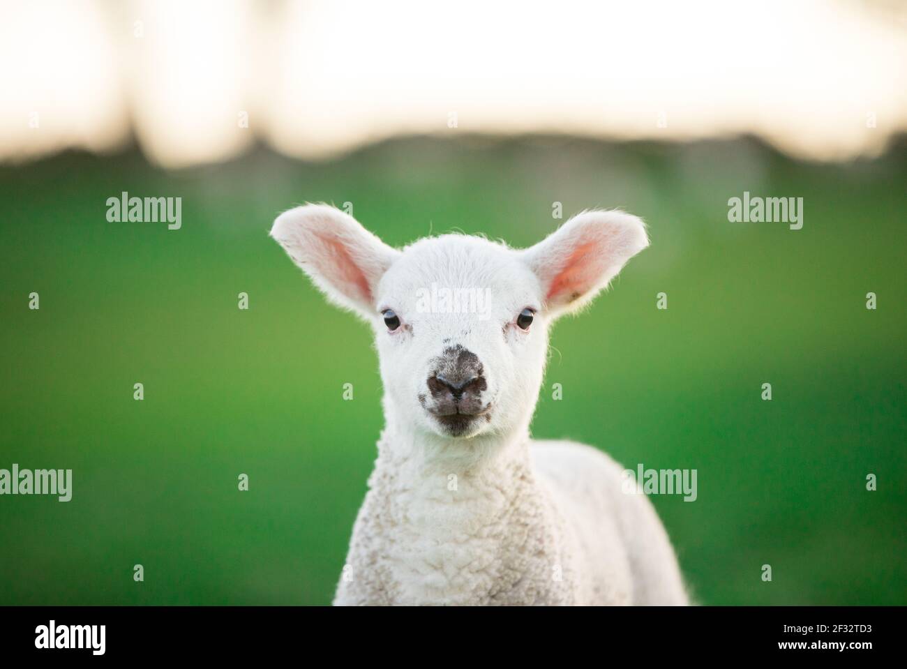 spring lambs in green field Stock Photo - Alamy