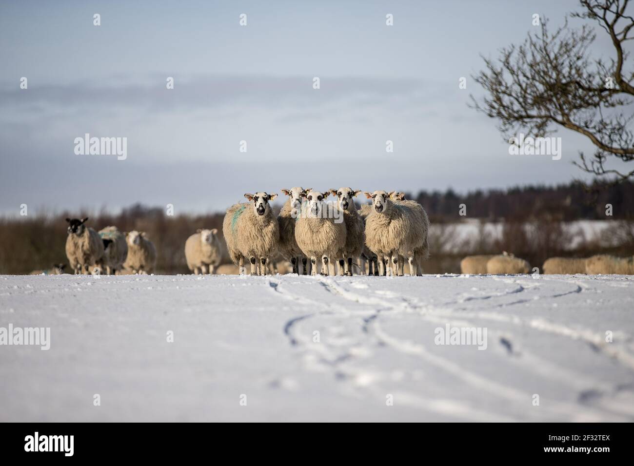 Sheep in snowy fields hi-res stock photography and images - Alamy