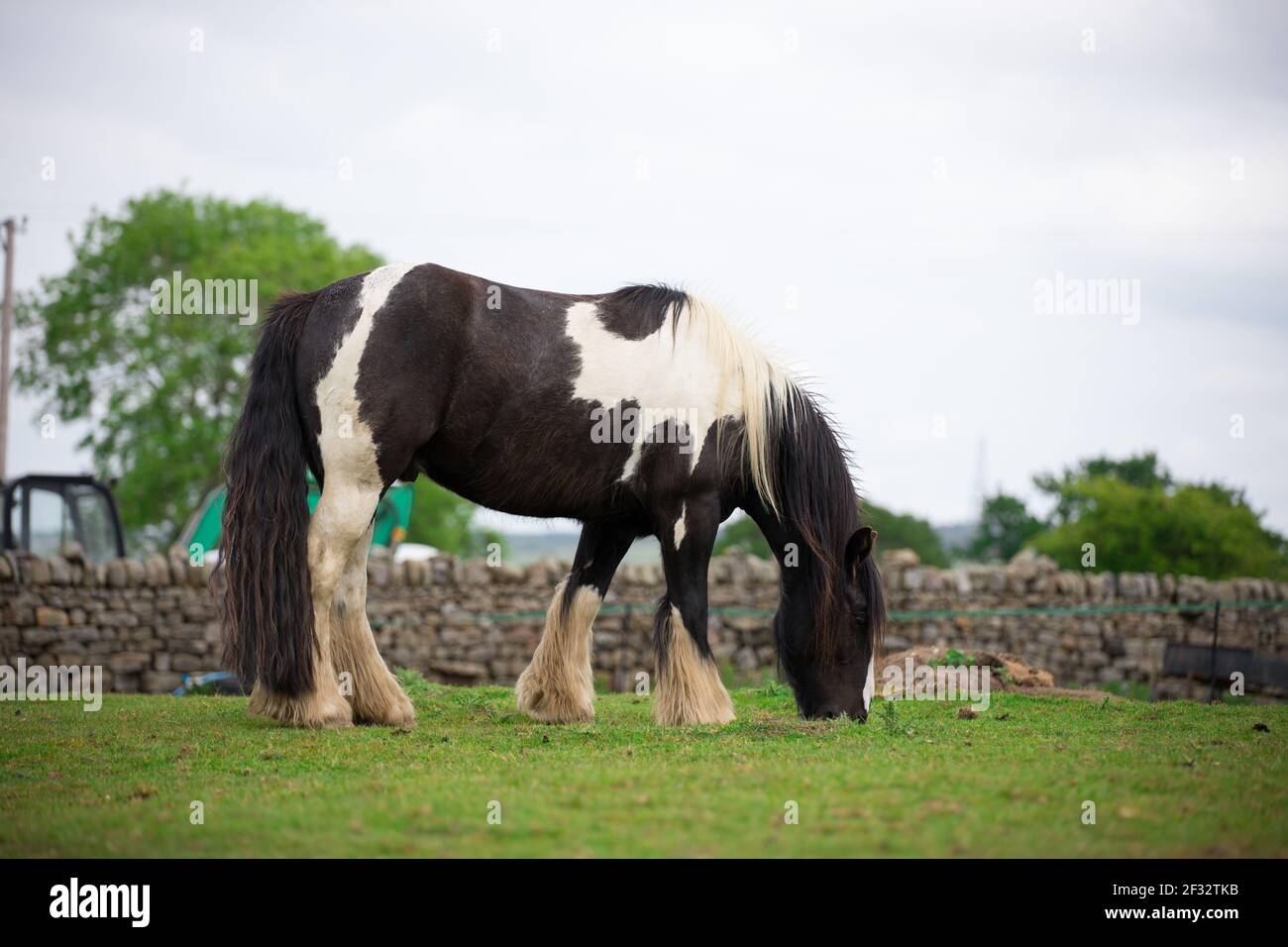 Black and white cob horse hi-res stock photography and images - Alamy