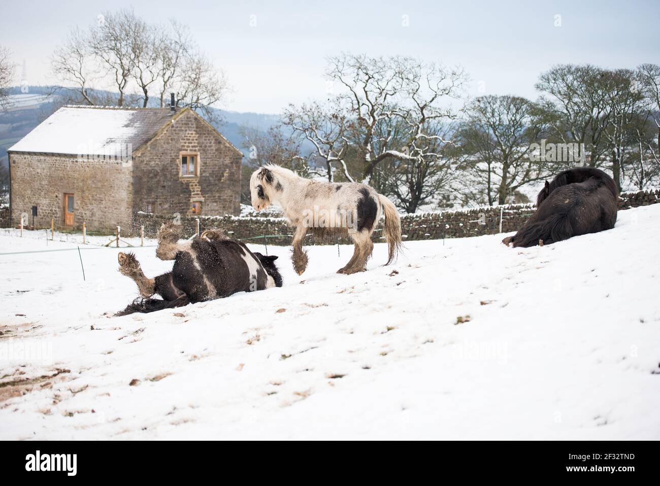 gypsy vanner cob horse pony ponies galloping and playing in the snow ...
