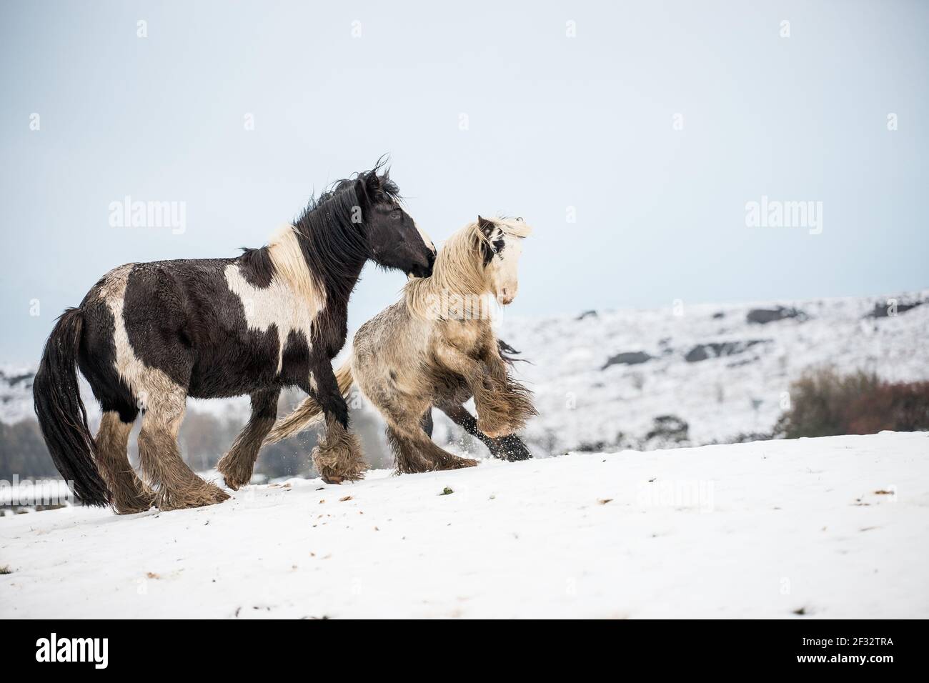 Rearing ponies farm hi-res stock photography and images - Alamy