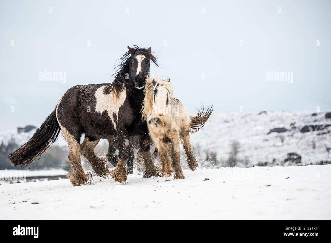 gypsy vanner cob horse pony ponies galloping and playing in the snow ...