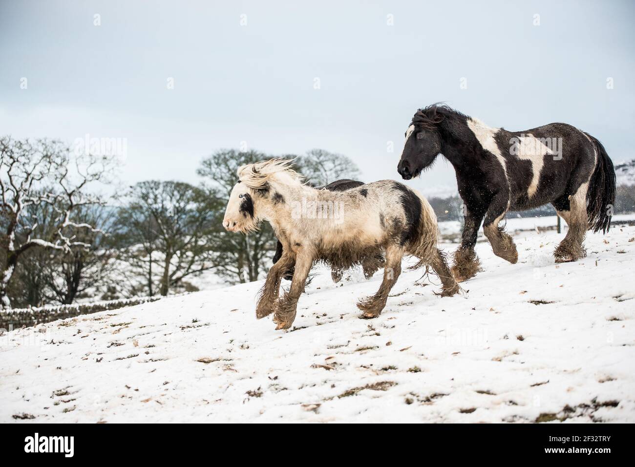 gypsy vanner cob horse pony ponies galloping and playing in the snow ...