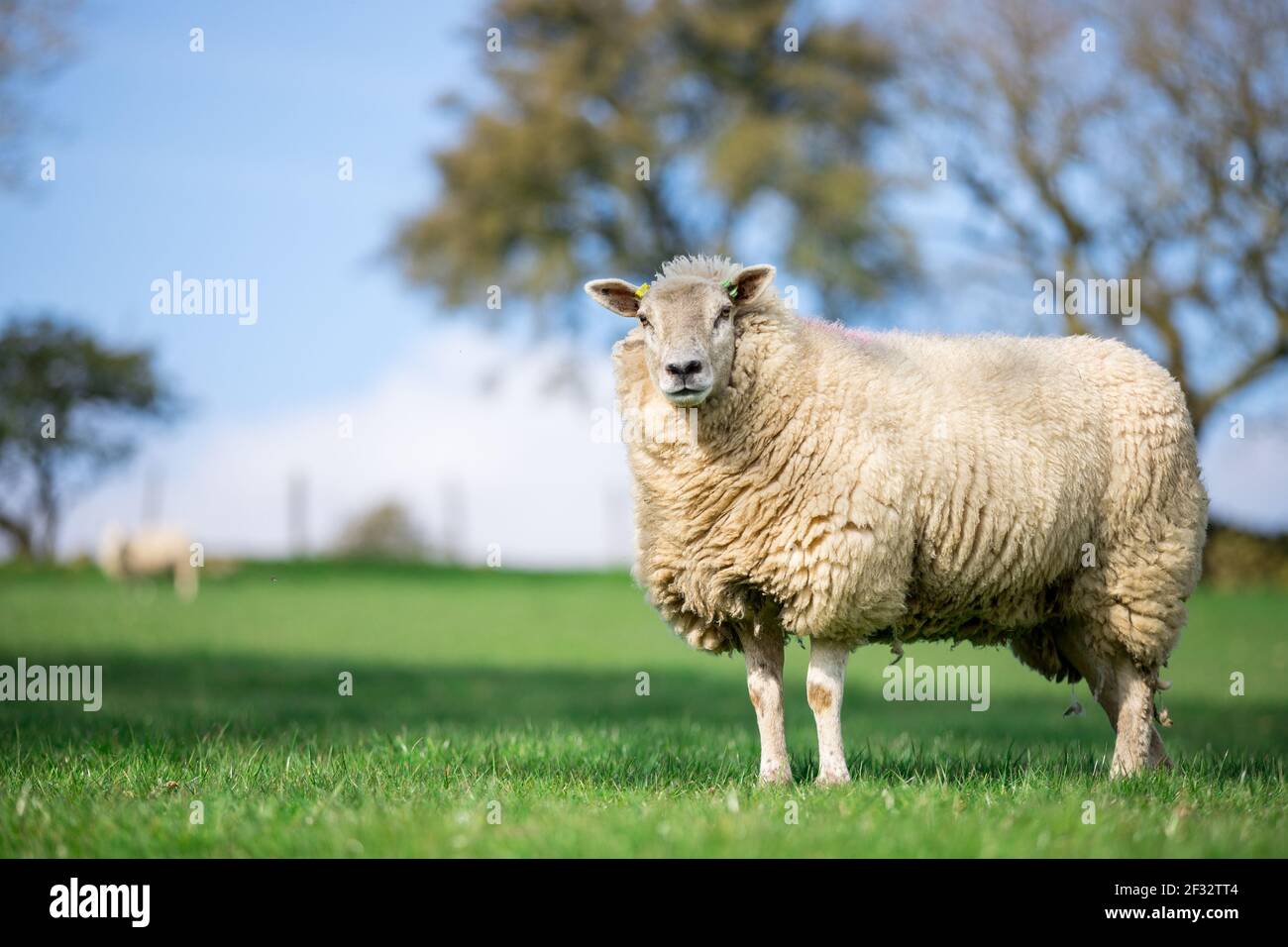 single white ewe sheep in green grass field on british farm facing ...