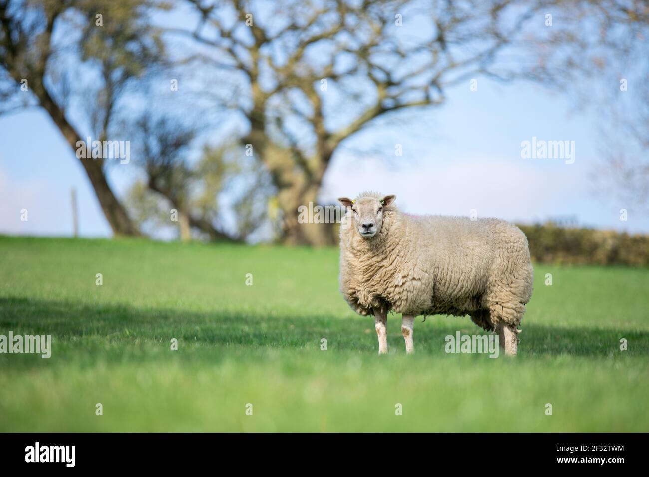 single white ewe sheep in green grass field on british farm facing ...