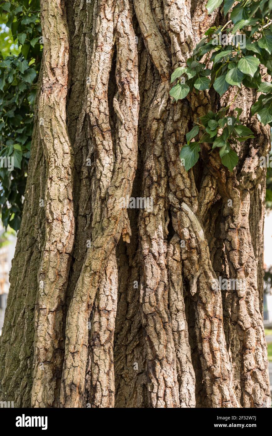Warped tree trunk hi-res stock photography and images - Alamy