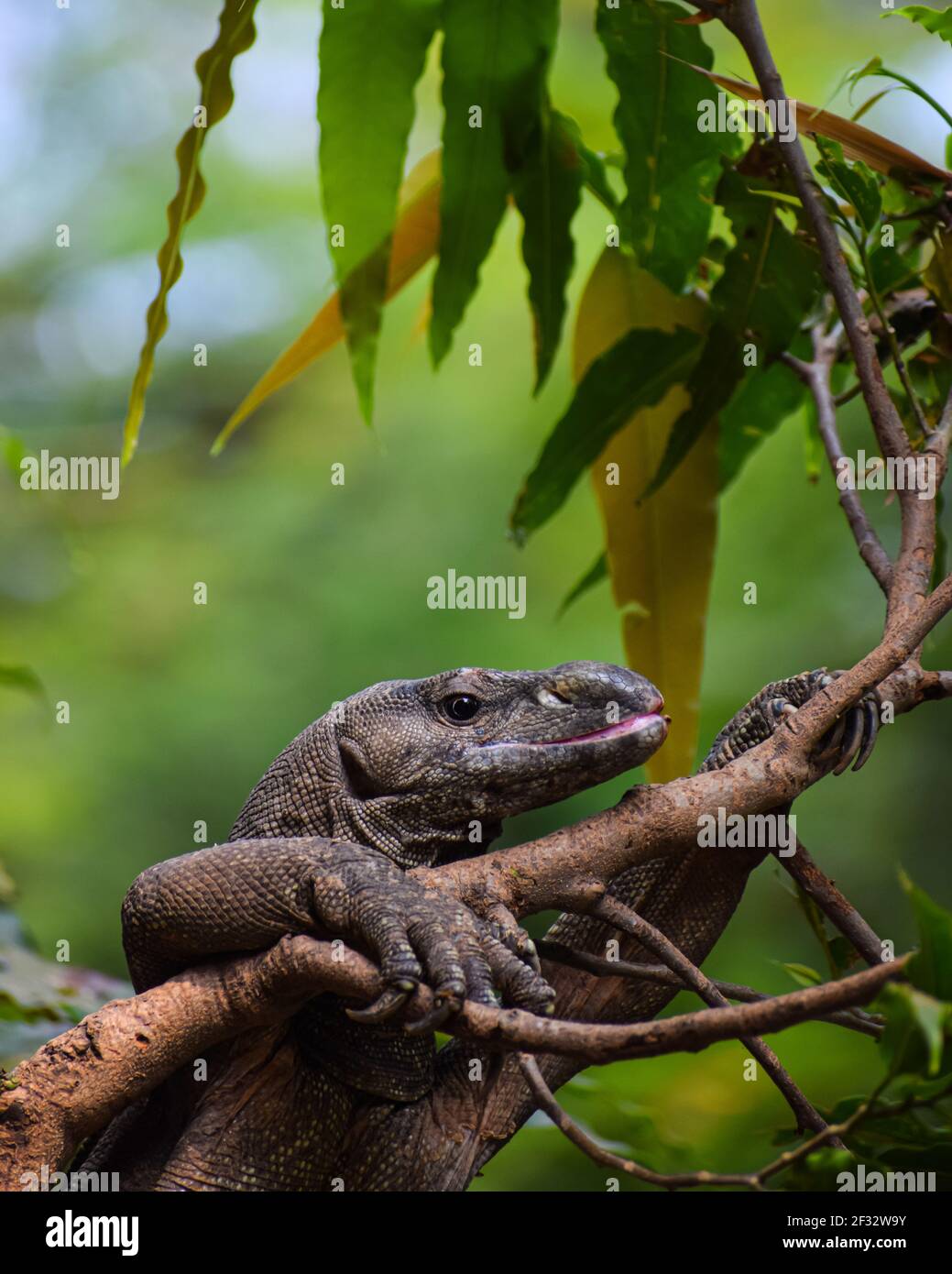 A closeup of a Komodo dragon on the tree Stock Photo - Alamy