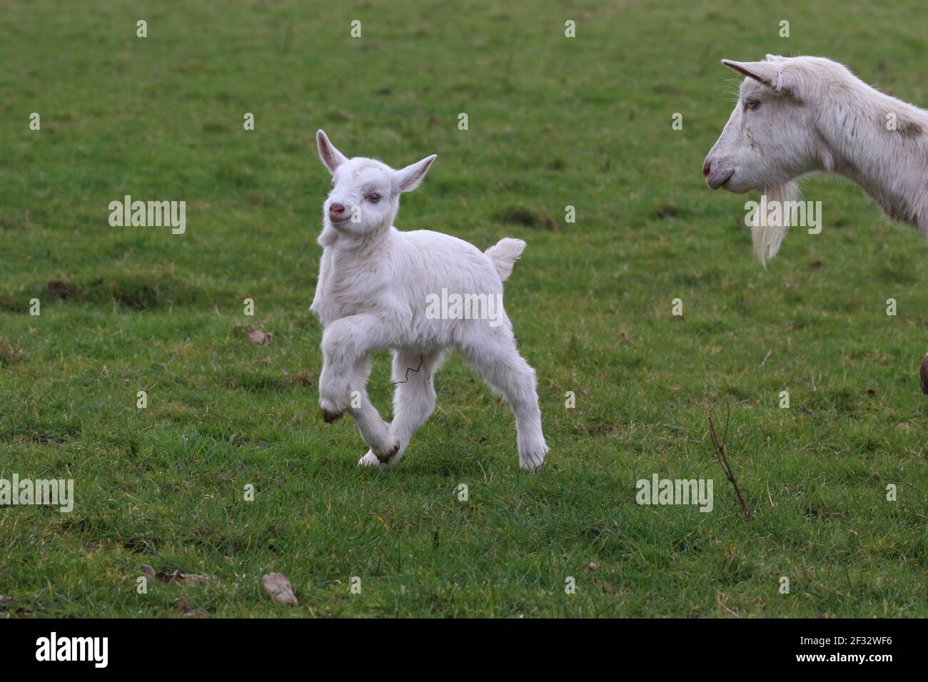 Kid goat spring hi-res stock photography and images - Alamy