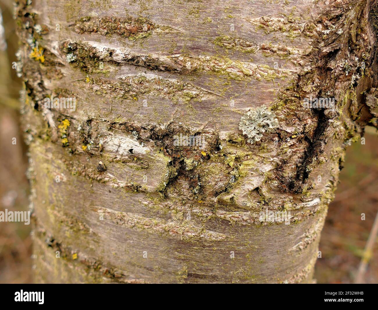 Wild black cherry bark hi-res stock photography and images - Alamy