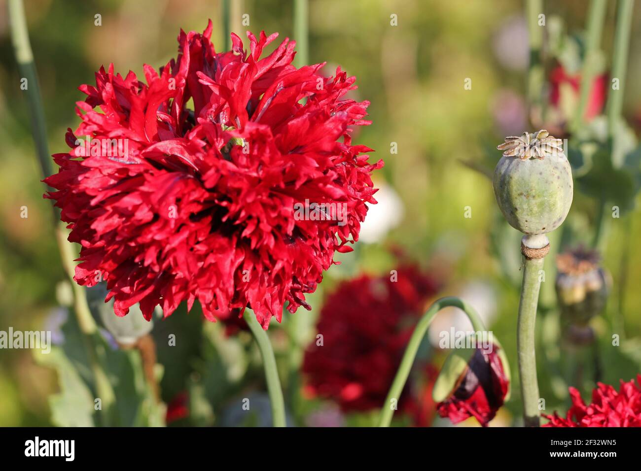 Double poppy plants hi-res stock photography and images - Alamy