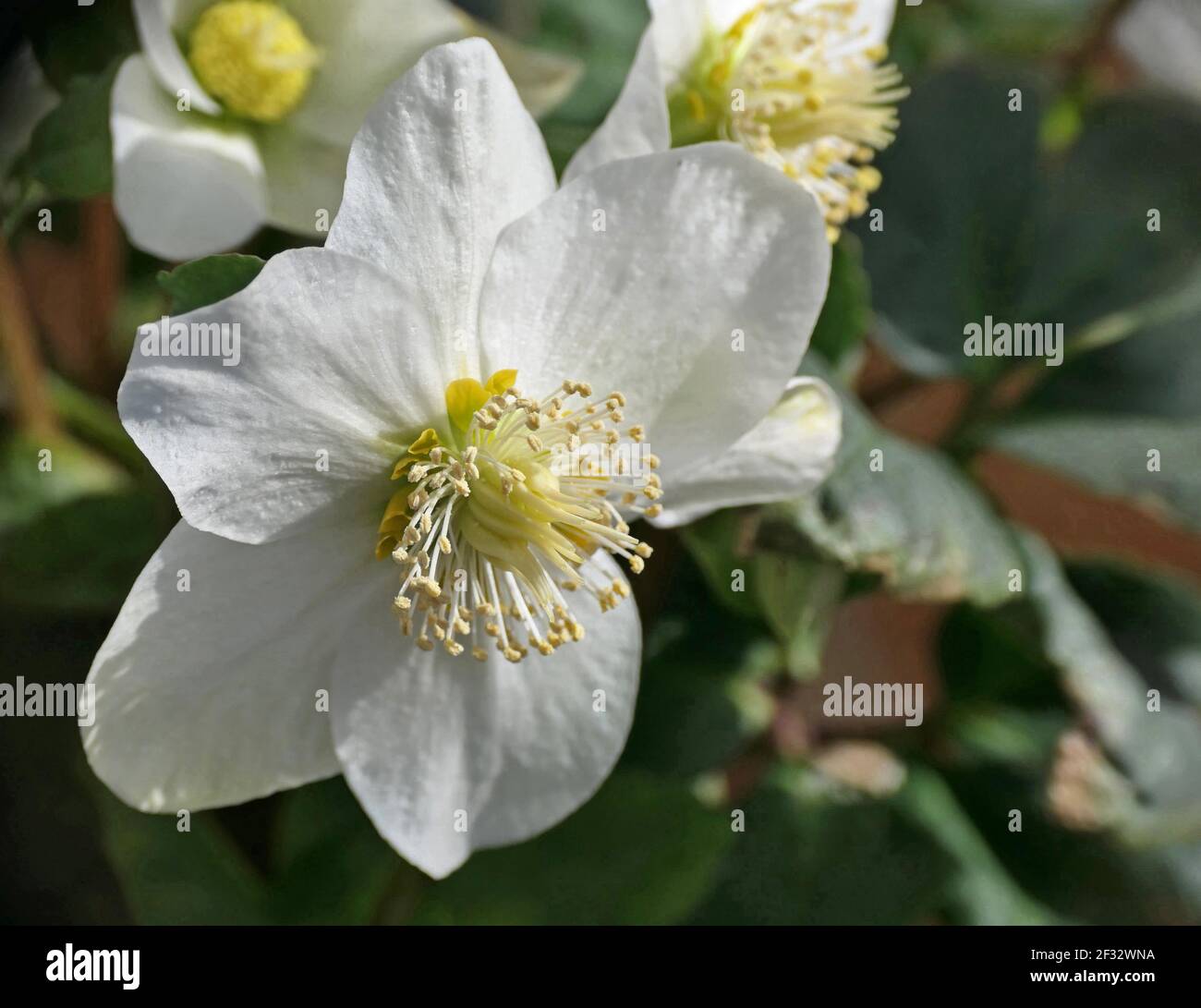 Coldloving hi-res stock photography and images - Alamy