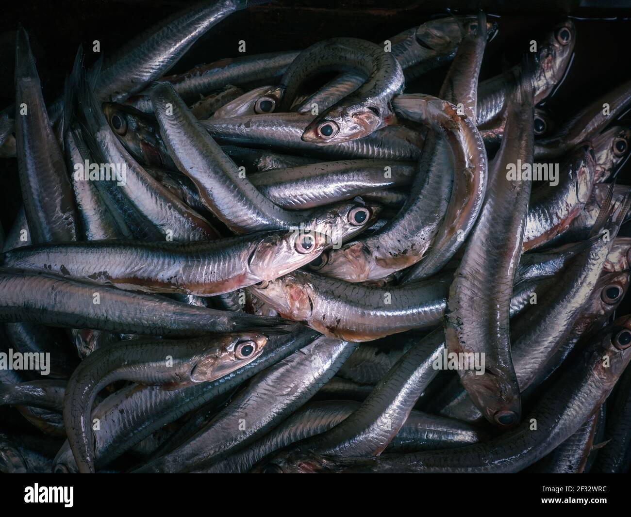 Lot raw fresh anchovies hi-res stock photography and images - Alamy