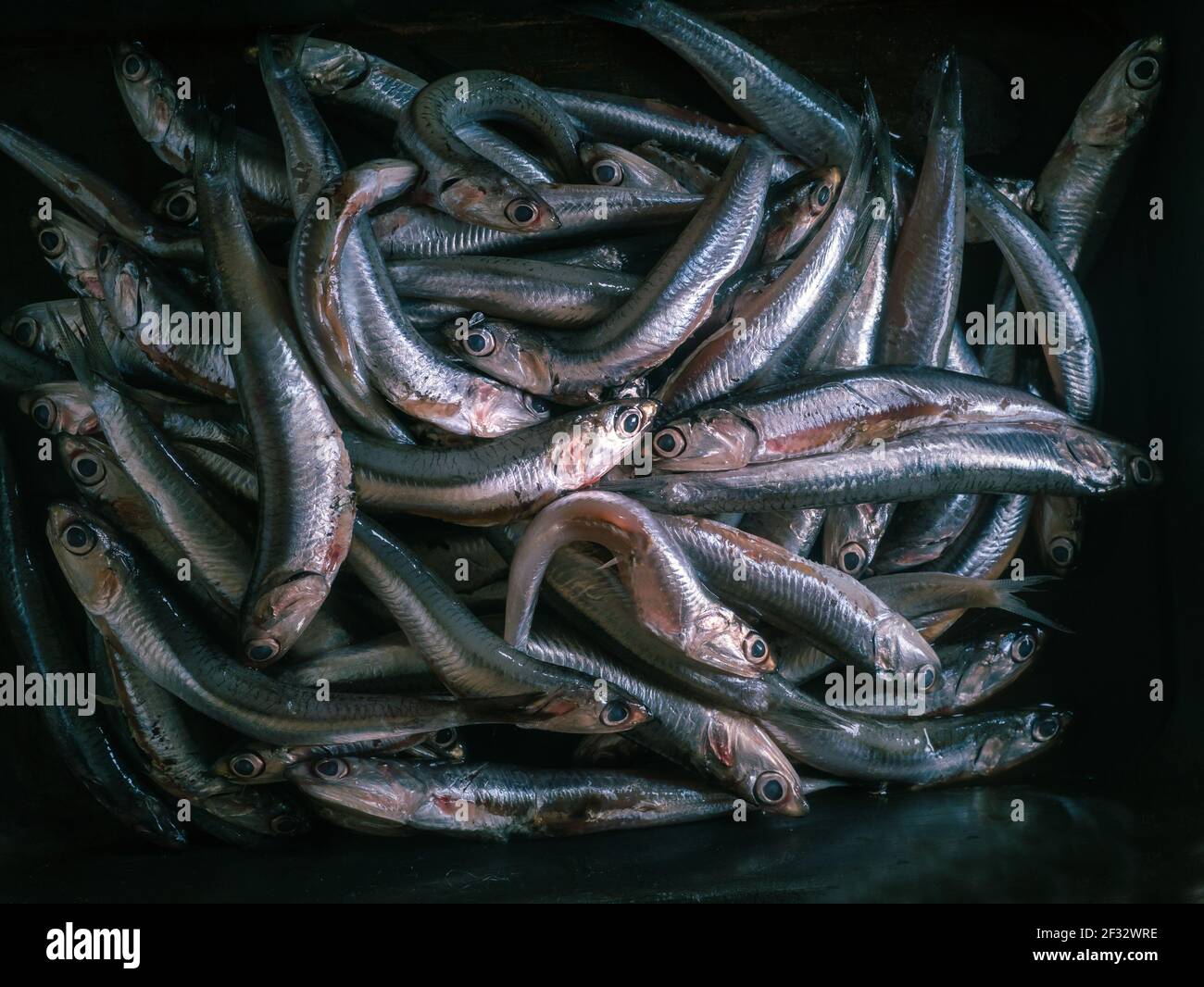 Top View Of A Bunch Of Anchovies Stock Photo - Alamy