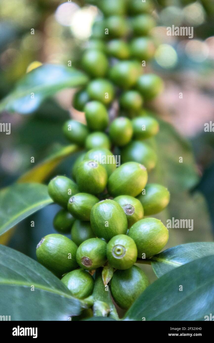 Macadamia nut tree hawaii hi-res stock photography and images - Alamy