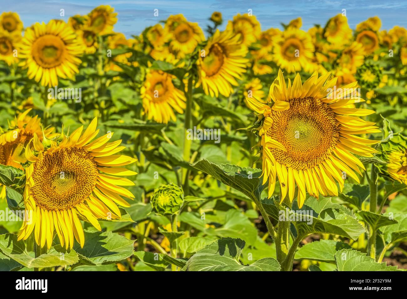 Field of yellow sunflowers hi-res stock photography and images - Alamy