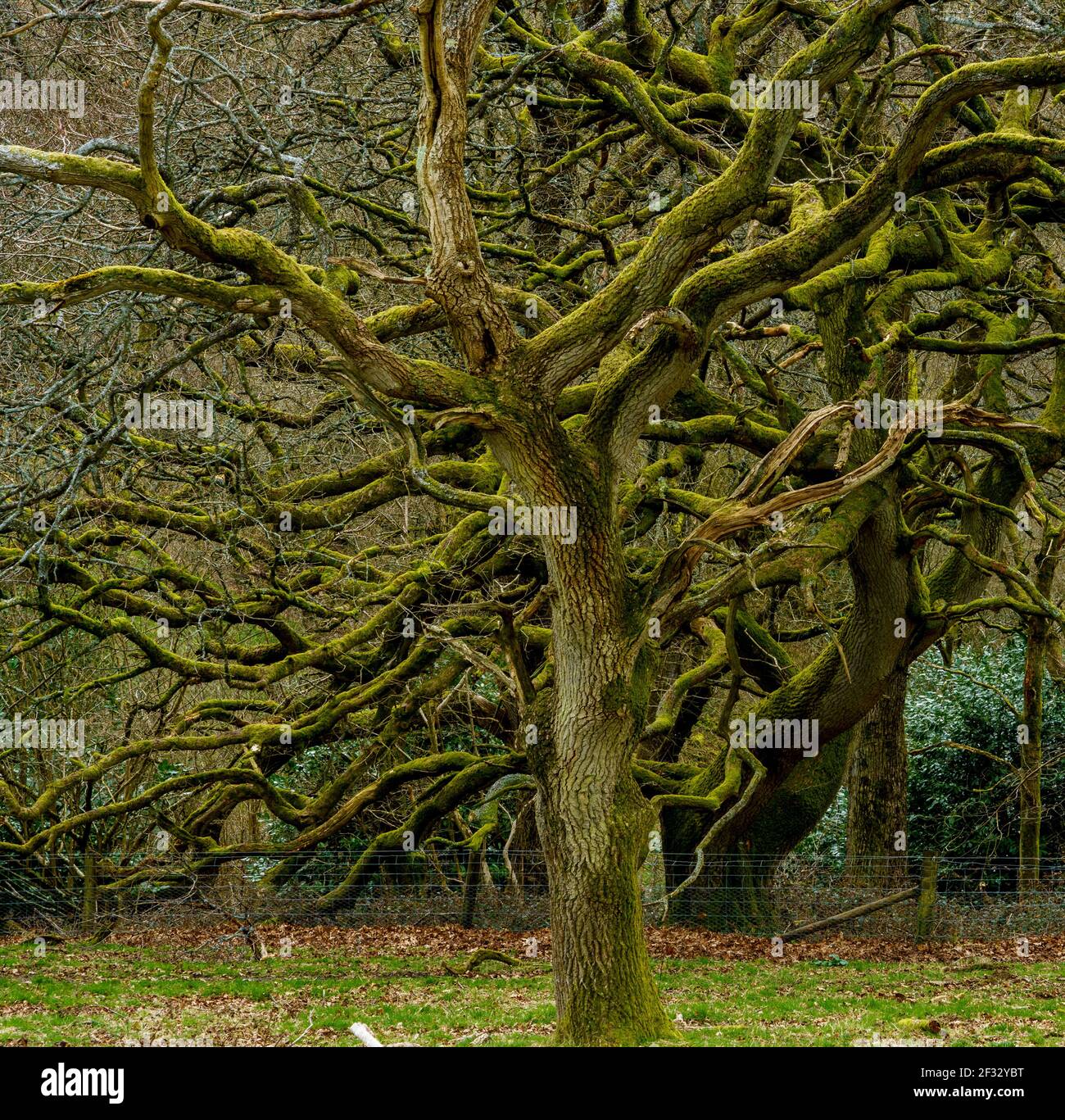 Harry woods hi-res stock photography and images - Alamy