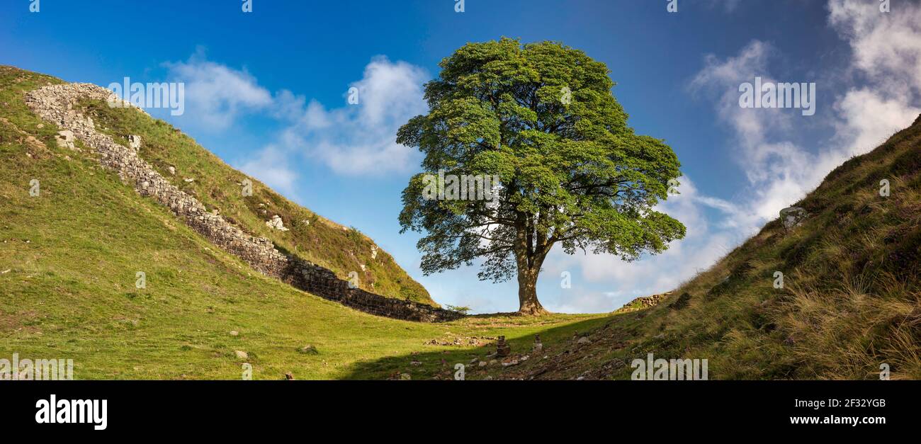 Sycamore tree hadrians wall hi-res stock photography and images - Alamy