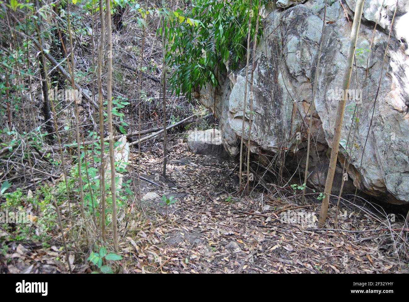 forest walk and exploration for different good shots of animals plants ...