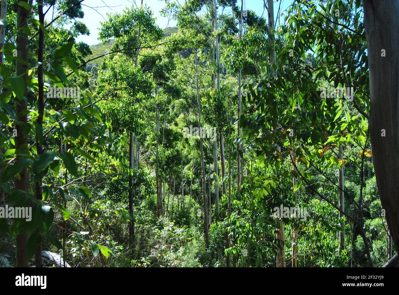 forest walk and exploration for different good shots of animals plants ...